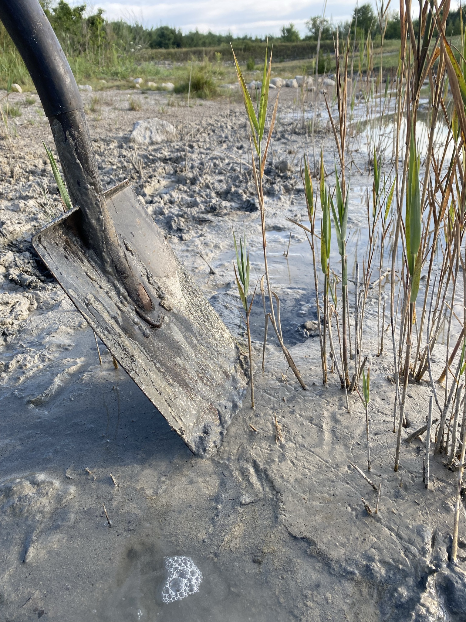 Managing Phragmites at HCA Areas - Hamilton Conservation Authority