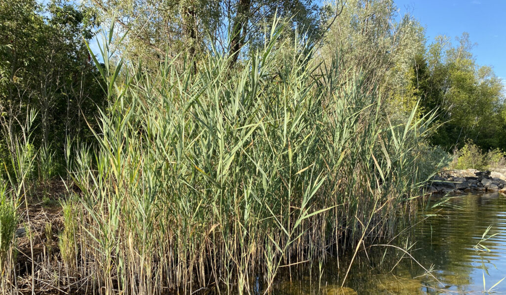 Managing Phragmites at HCA Areas - Hamilton Conservation Authority