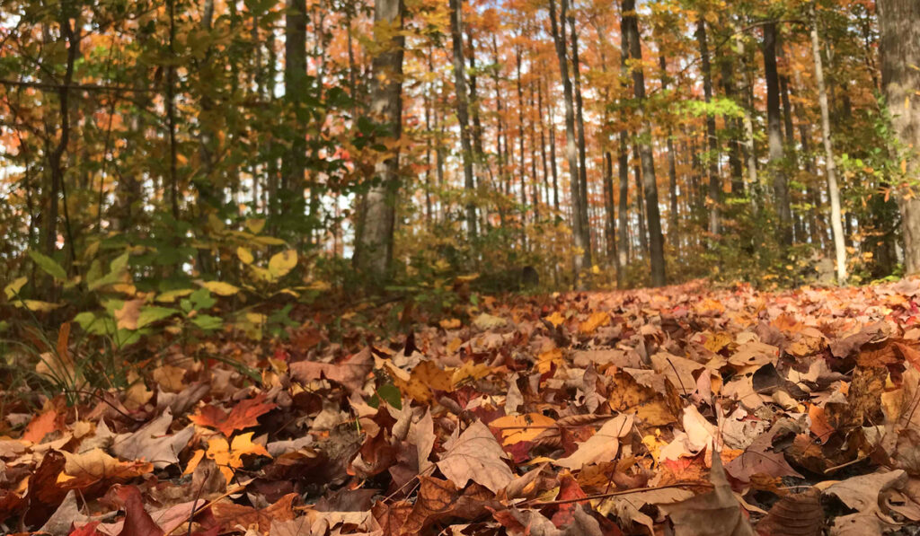 Leave the Leaves! - Hamilton Conservation Authority