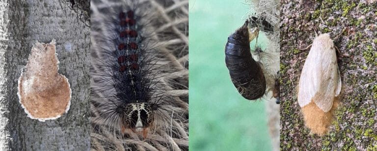 Spongy Moths and Controlling Populations - Hamilton Conservation Authority