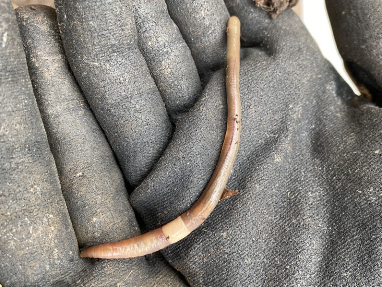 All About Invasive Jumping Worms - Hamilton Conservation Authority