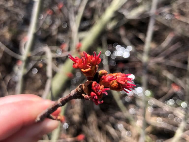 Springtime at the Vinemount Boardwalk - Hamilton Conservation Authority