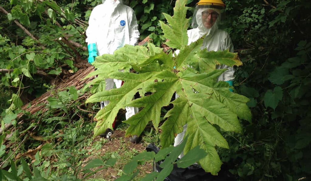 Giant Hogweed - Hamilton Conservation Authority