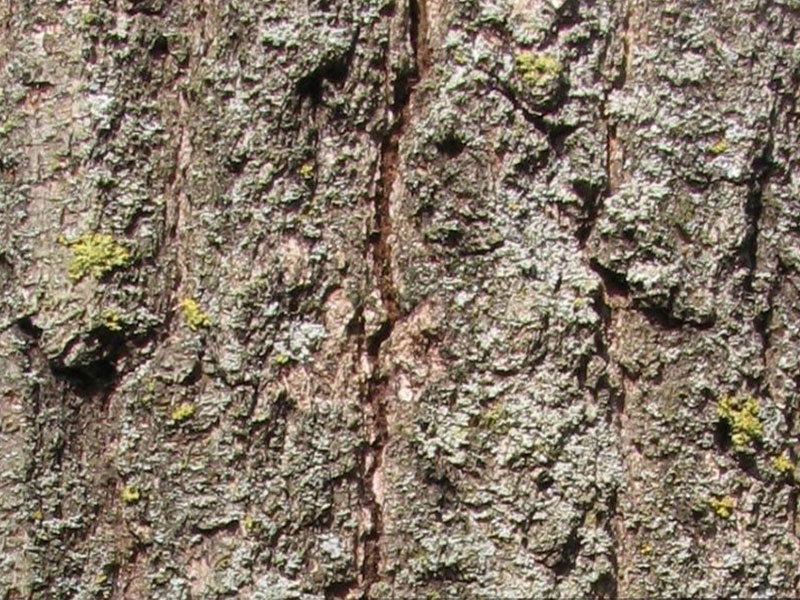 All About Oak Wilt - Hamilton Conservation Authority