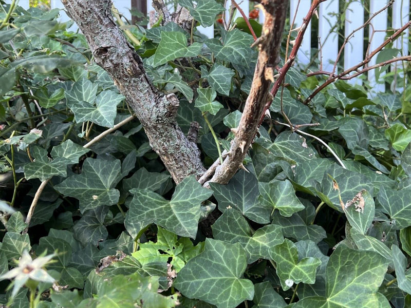 Invasive Species 101 - Hamilton Conservation Authority