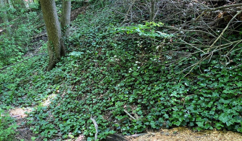 Invasive Species 101 - Hamilton Conservation Authority