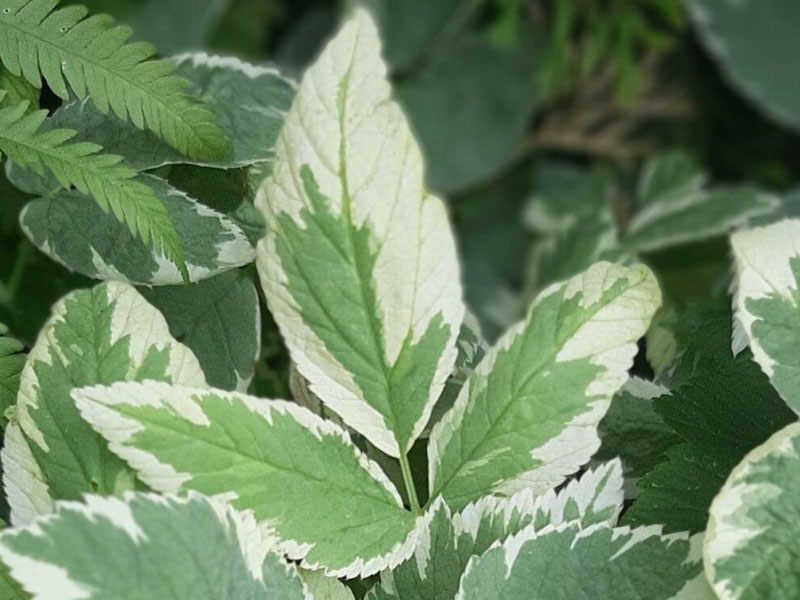 Invasive Species 101 - Hamilton Conservation Authority