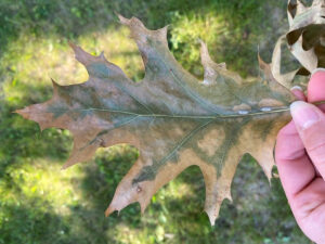 All About Oak Wilt - Hamilton Conservation Authority