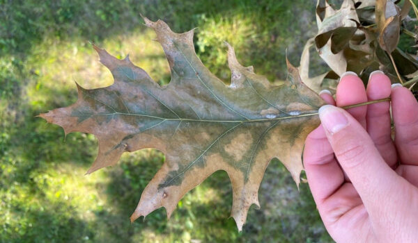 All About Oak Wilt - Hamilton Conservation Authority