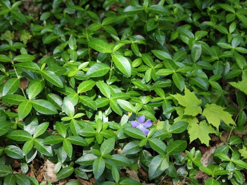 Invasive Species 101 - Hamilton Conservation Authority