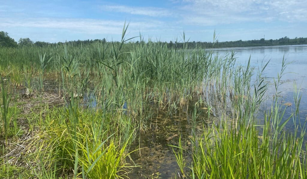 Preventing the Spread of Invasive Species - Hamilton Conservation Authority