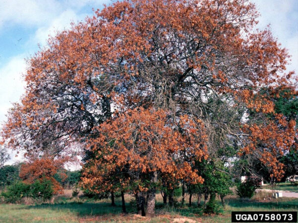 All About Oak Wilt - Hamilton Conservation Authority