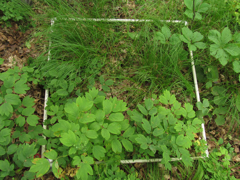 HCA Forests - Hamilton Conservation Authority