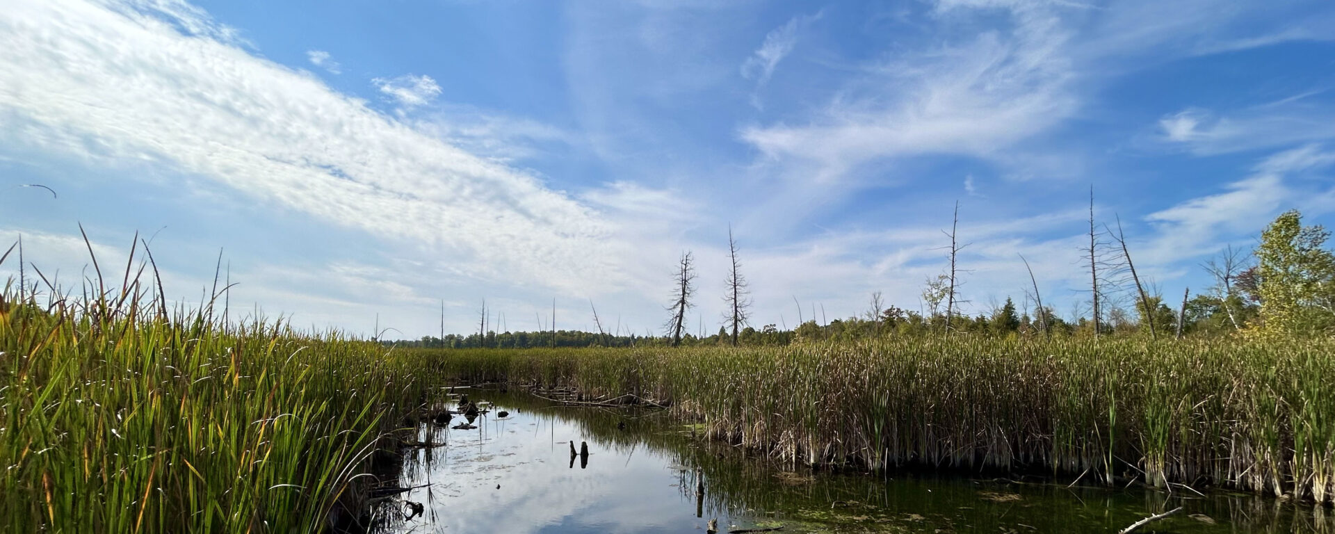 Hamilton Watershed Stewardship Program - Hamilton Conservation Authority