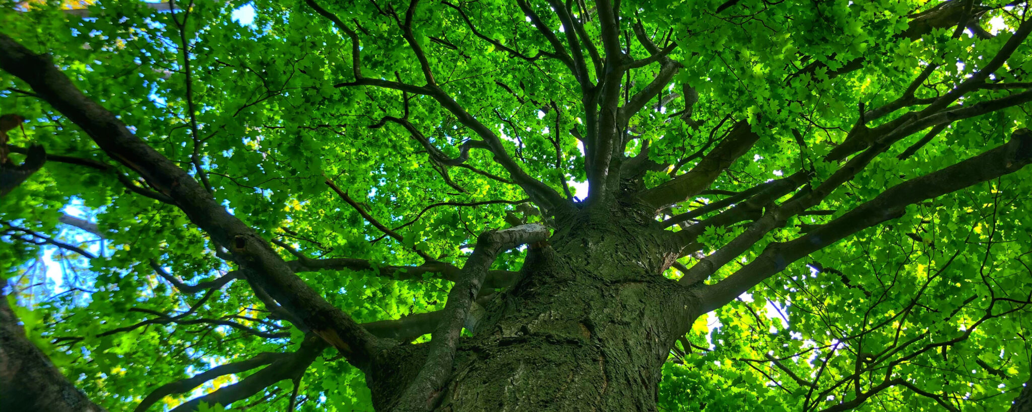 New Campground Loop at Valens Lake Conservation Area - Hamilton ...
